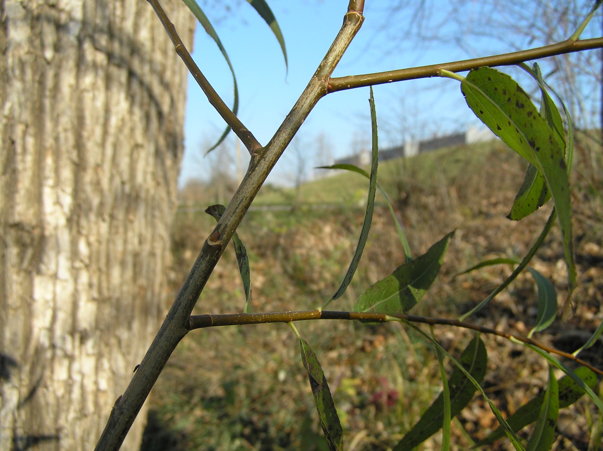 Native Trees of Indiana River Walk
