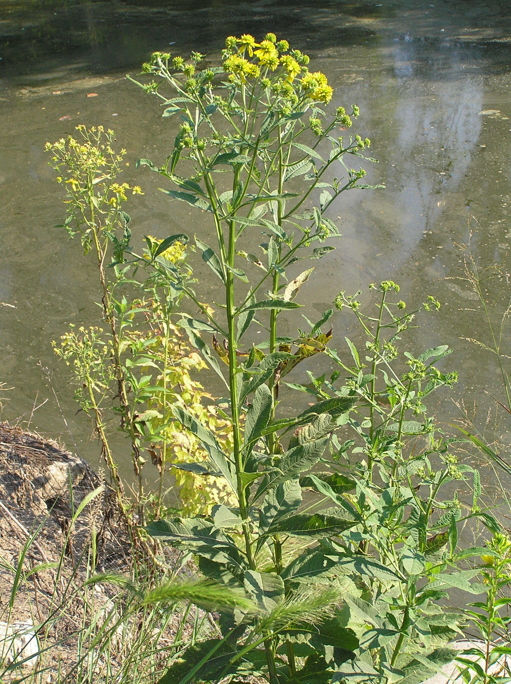 Native Trees of Indiana River Walk
