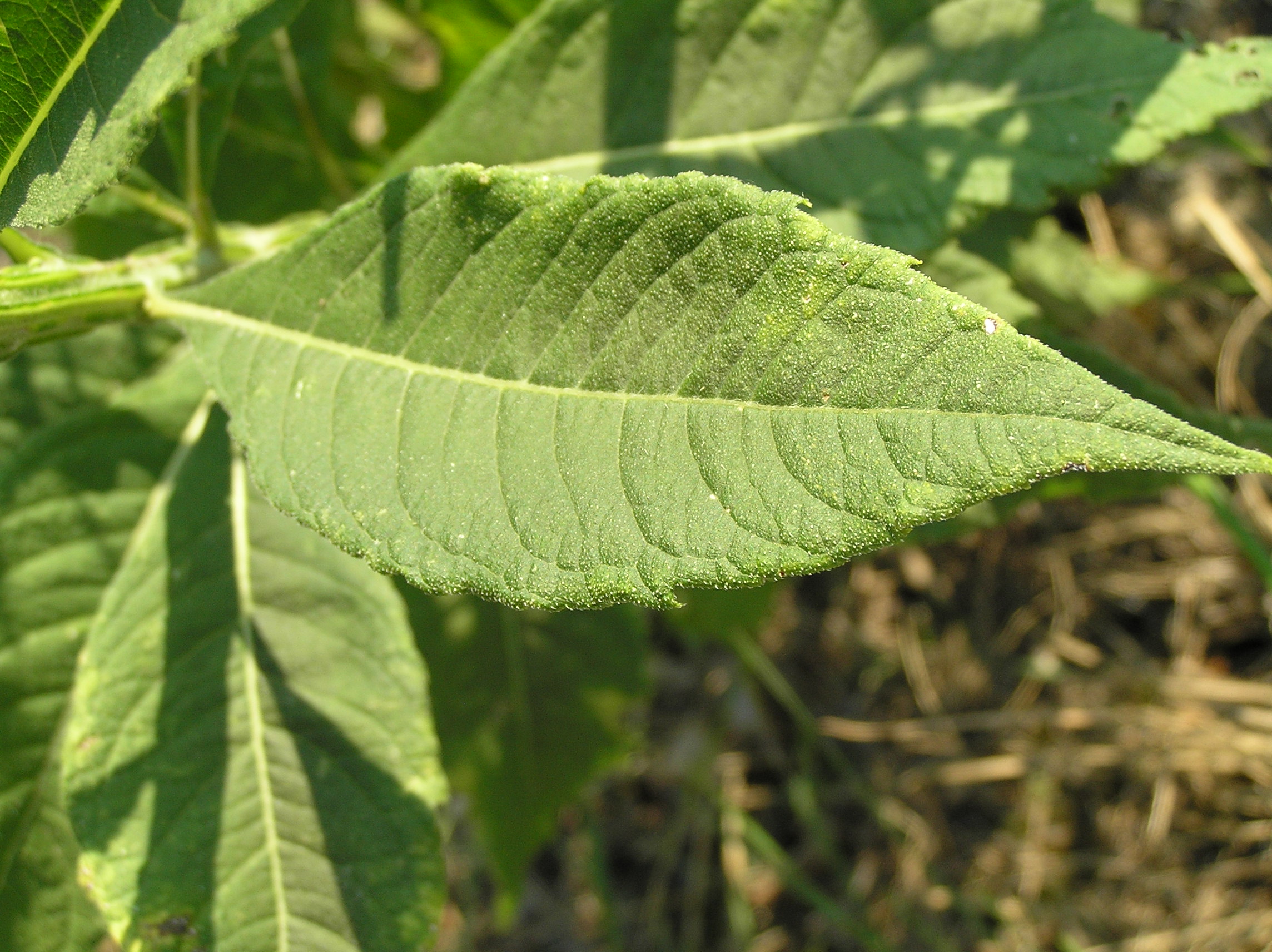 Native Trees of Indiana River Walk