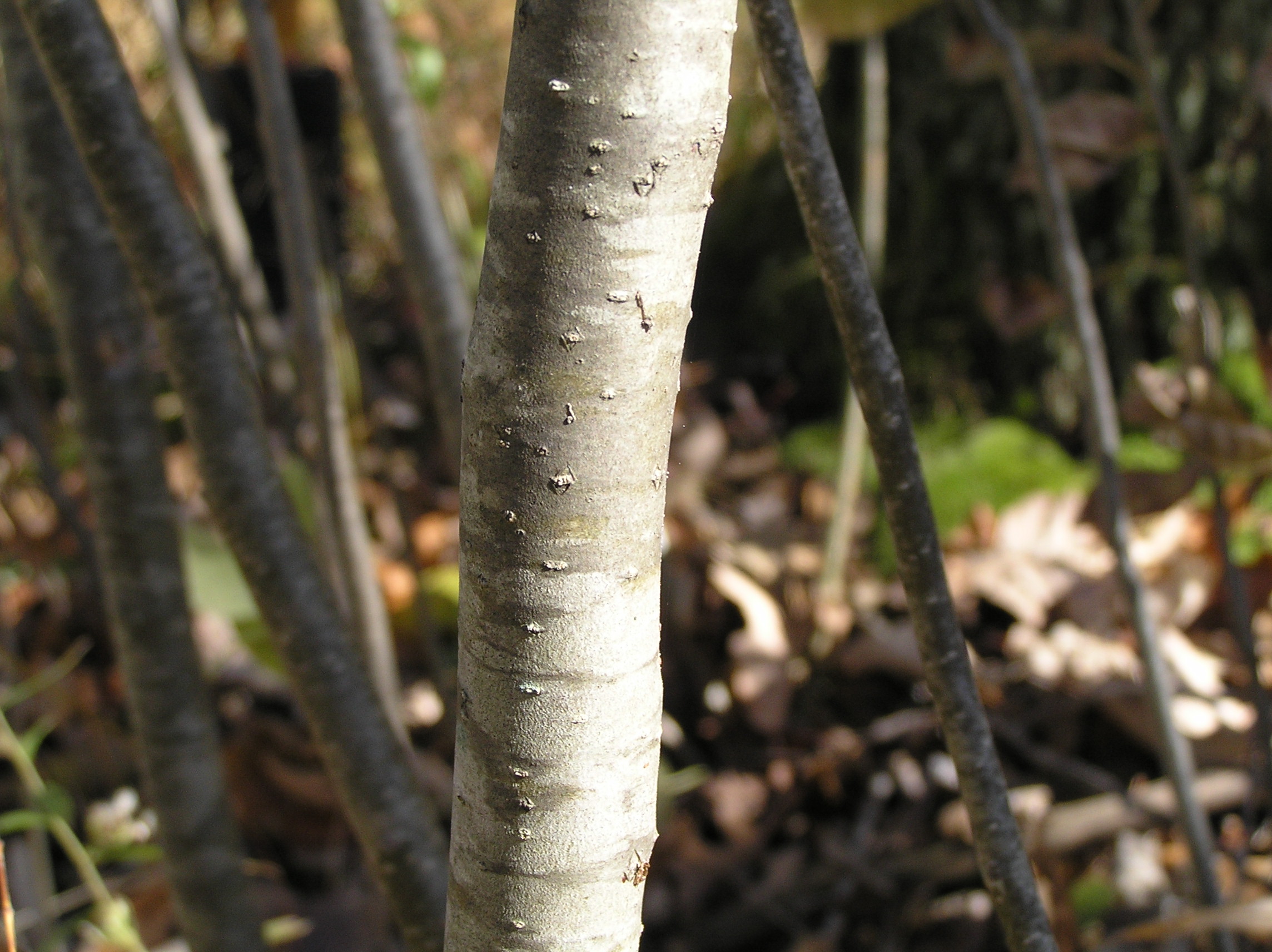 Native Trees of Indiana River Walk