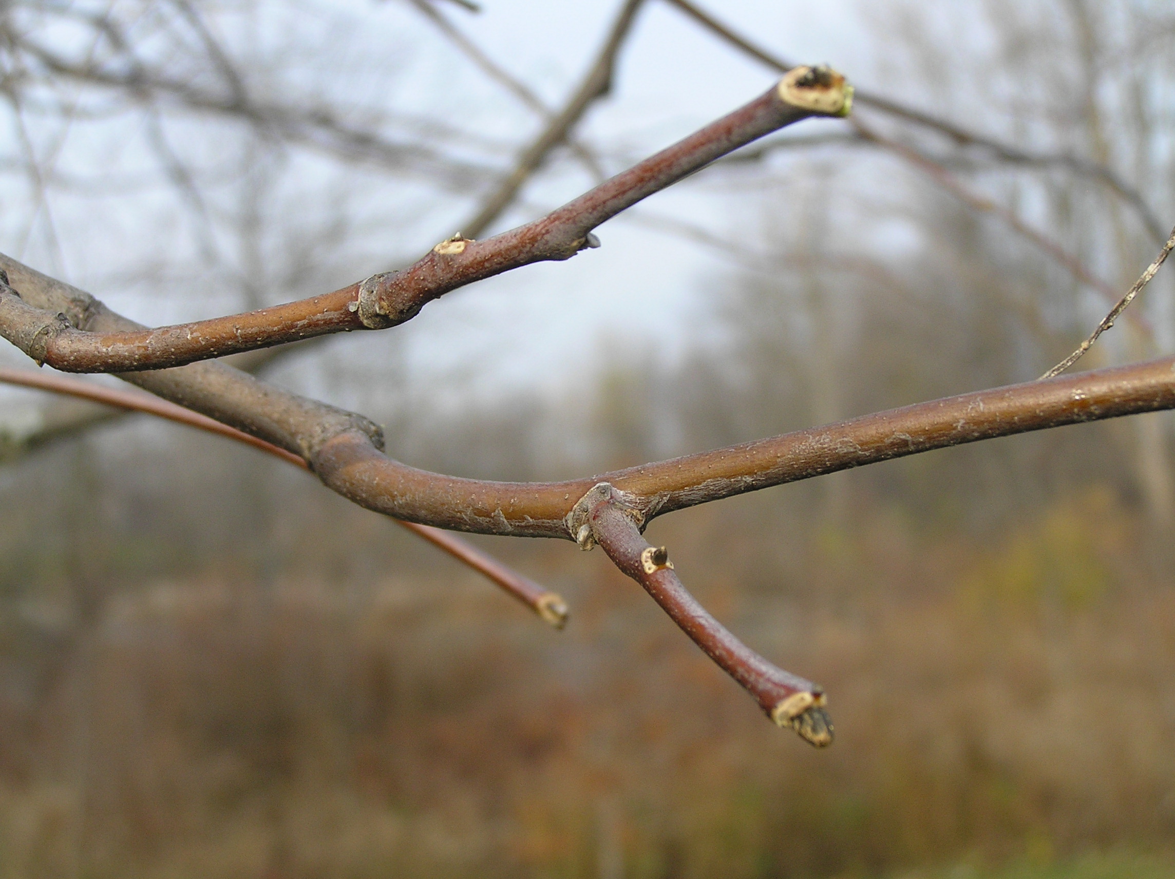 Native Trees of Indiana River Walk