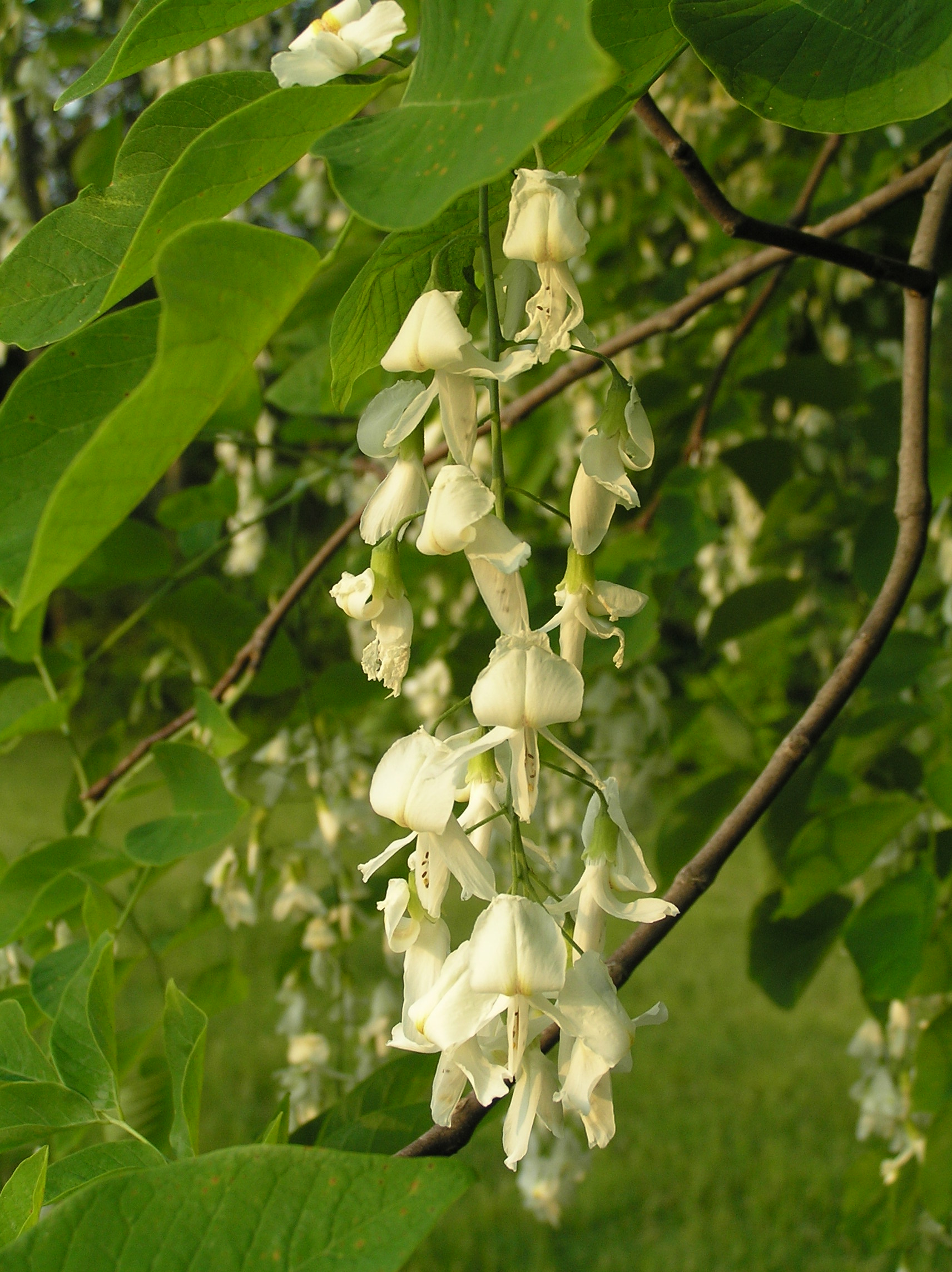 Native Trees of Indiana River Walk