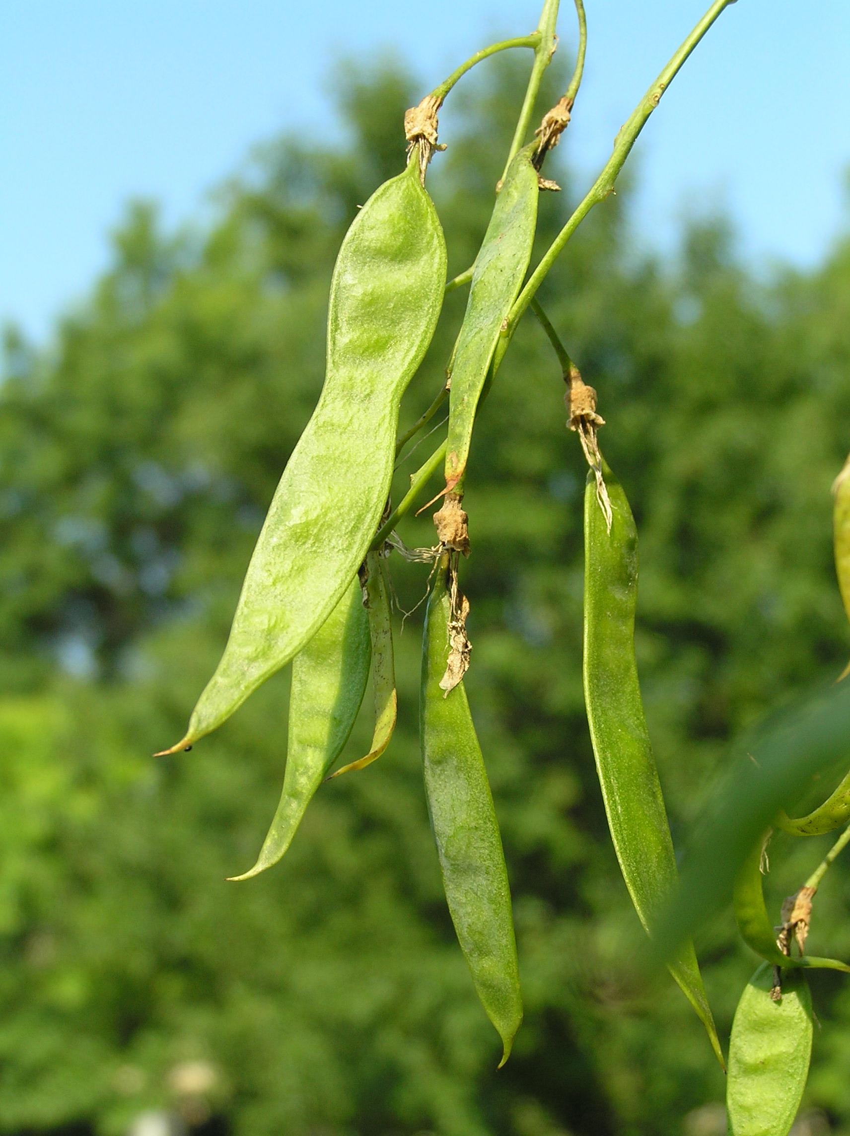 Native Trees of Indiana River Walk
