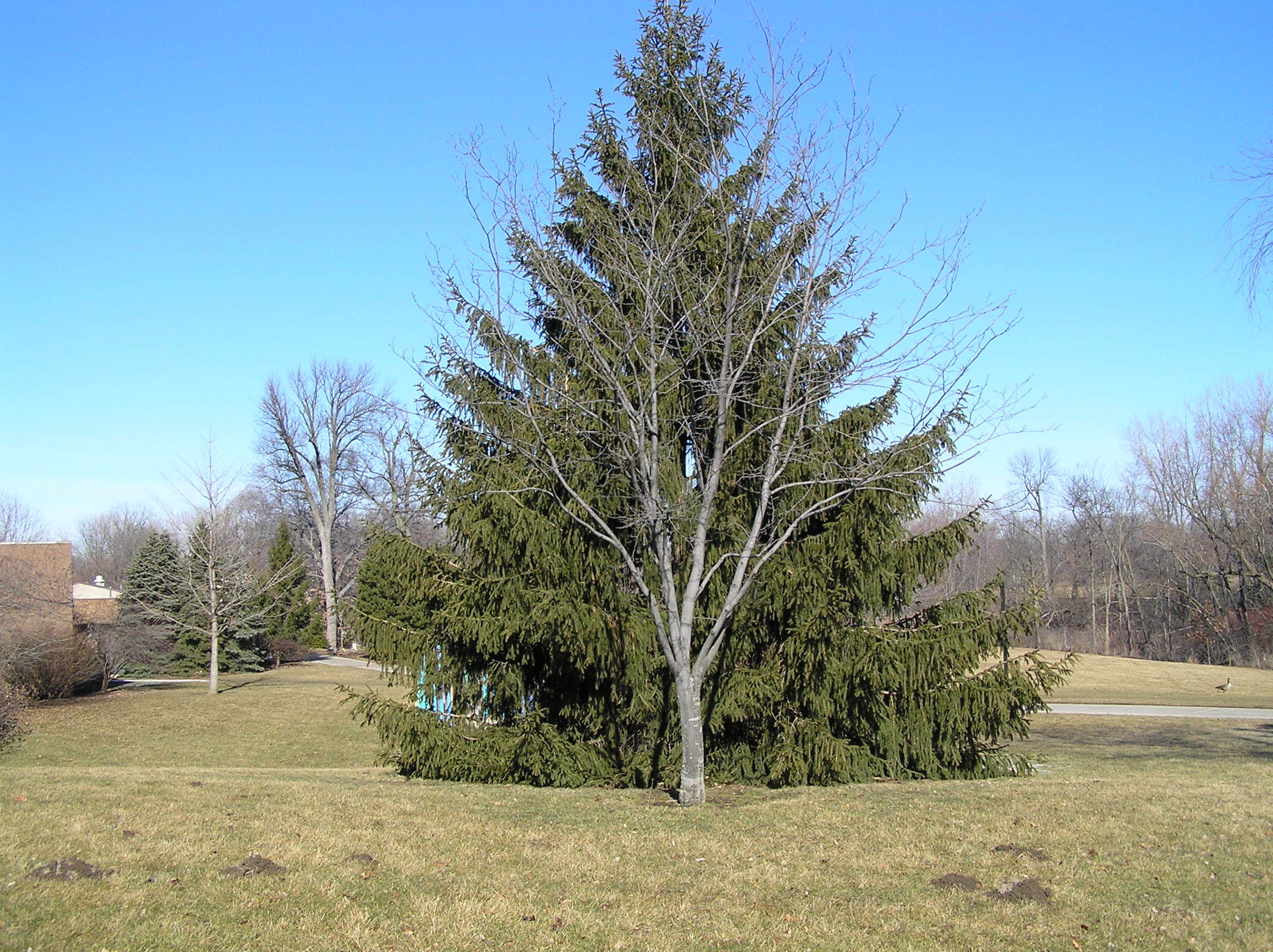 Native Trees of Indiana River Walk