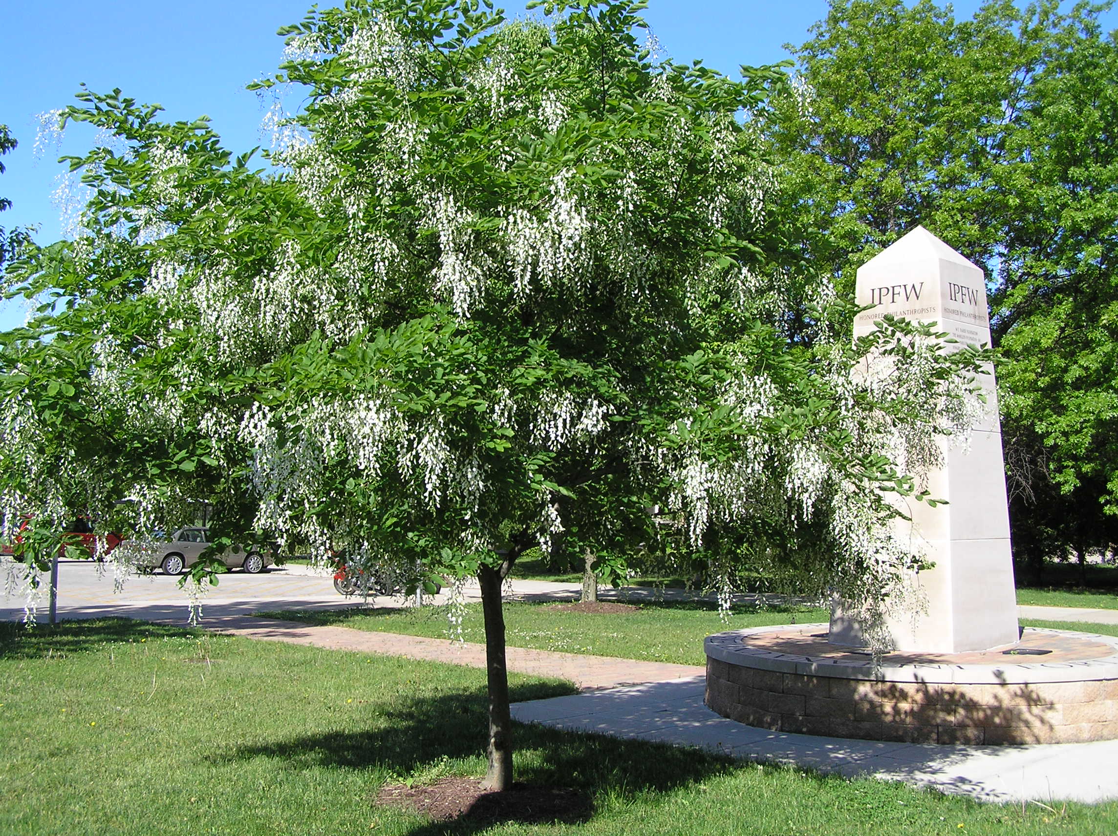 Native Trees of Indiana River Walk