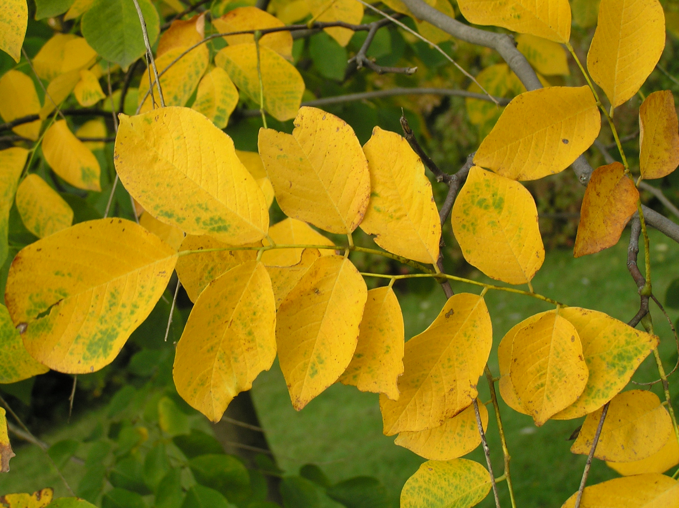 Native Trees of Indiana River Walk